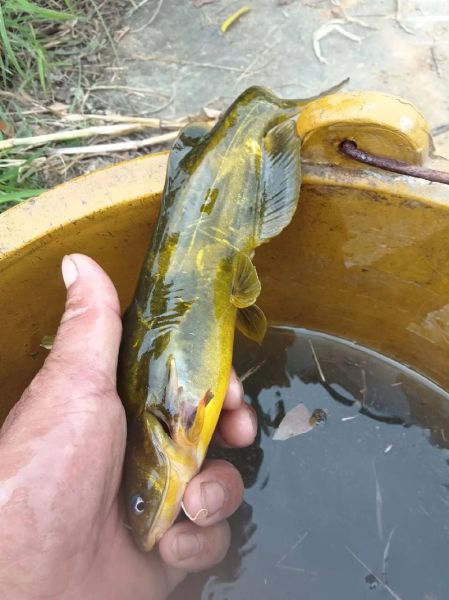 贵鱼多少钱一斤_贵鱼价格行情-第3张图片-山城妙识 贵鱼多少钱一斤_贵鱼价格行情-第3张图片-山城妙识