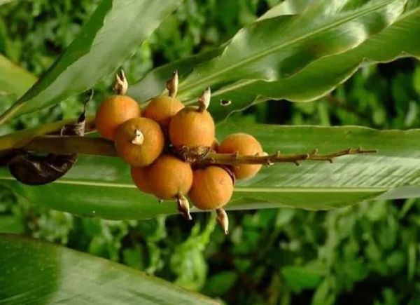 白豆蔻的功效与作用_白豆蔻怎么吃效果好-第2张图片-山城妙识 白豆蔻的功效与作用_白豆蔻怎么吃效果好-第2张图片-山城妙识