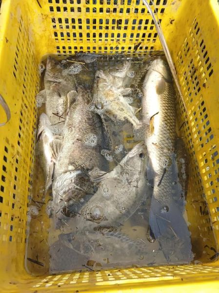 贵鱼多少钱一斤_贵鱼价格行情-第2张图片-山城妙识 贵鱼多少钱一斤_贵鱼价格行情-第2张图片-山城妙识