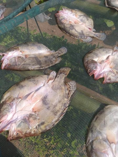 贵鱼多少钱一斤_贵鱼价格行情-第1张图片-山城妙识 贵鱼多少钱一斤_贵鱼价格行情-第1张图片-山城妙识