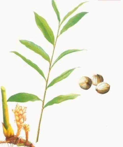 白豆蔻的功效与作用_白豆蔻怎么吃效果好-第3张图片-山城妙识 白豆蔻的功效与作用_白豆蔻怎么吃效果好-第3张图片-山城妙识