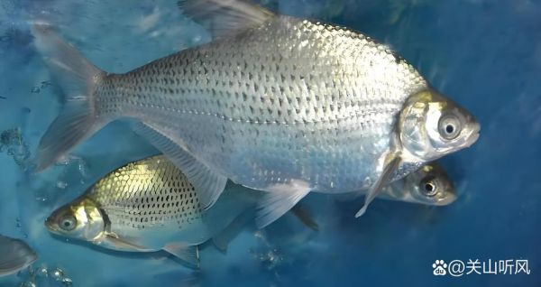 武昌鱼图片大全_武昌鱼长什么样-第1张图片-山城妙识