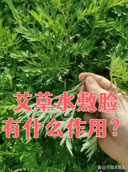 艾草液的功效与作用_艾草液怎么用效果最好-第3张图片-山城妙识 艾草液的功效与作用_艾草液怎么用效果最好-第3张图片-山城妙识