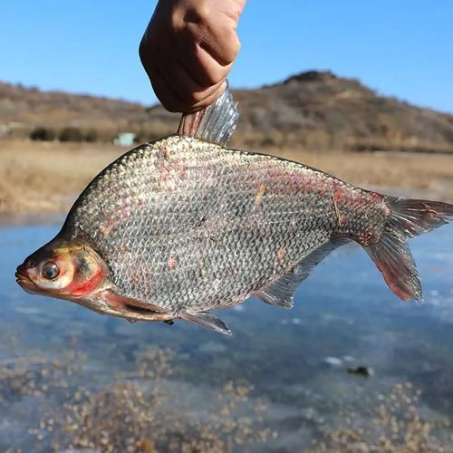 武昌鱼图片大全_武昌鱼长什么样-第2张图片-山城妙识