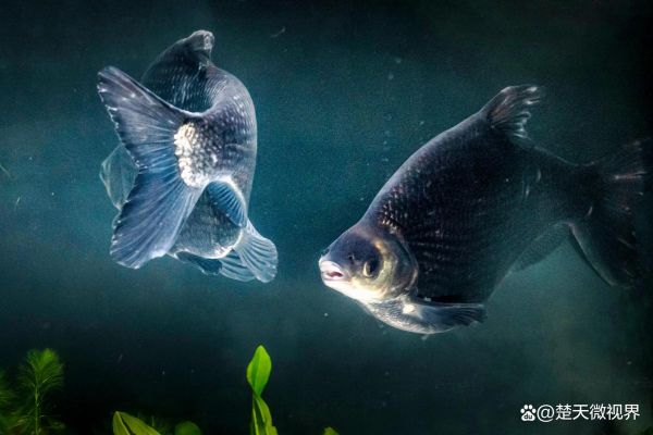 武昌鱼图片大全_武昌鱼长什么样-第3张图片-山城妙识