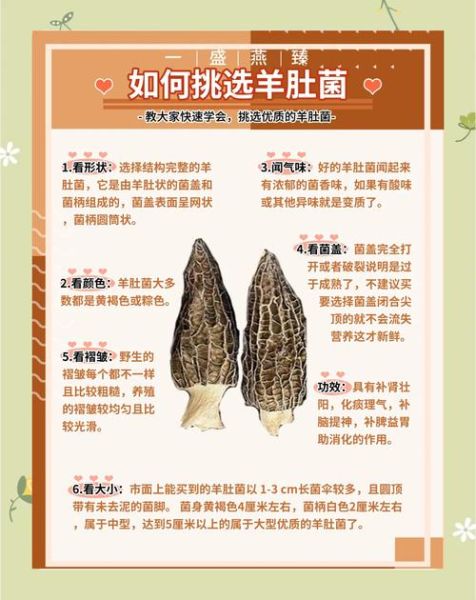 羊肚菌菌种哪里有卖_如何挑选优质菌种-第1张图片-山城妙识