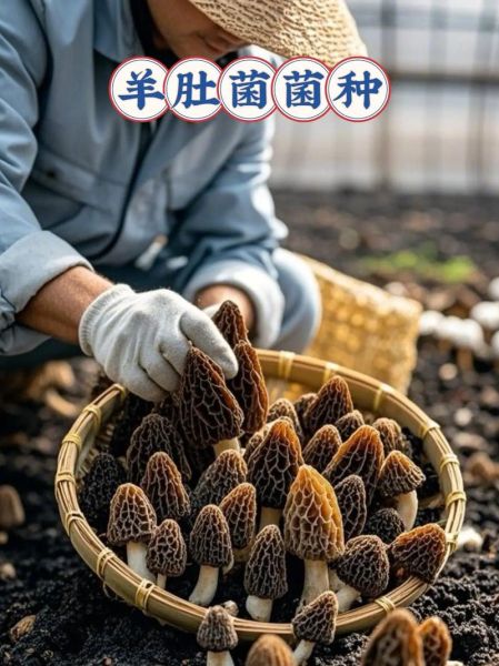 羊肚菌菌种哪里有卖_如何挑选优质菌种-第3张图片-山城妙识