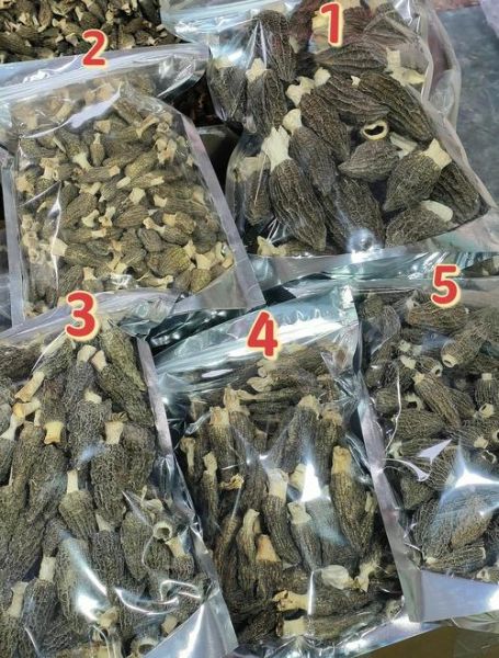 羊肚菌菌种哪里有卖_如何挑选优质菌种-第2张图片-山城妙识