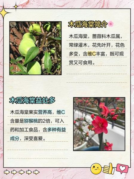 木瓜海棠花语是什么_如何养护木瓜海棠-第1张图片-山城妙识