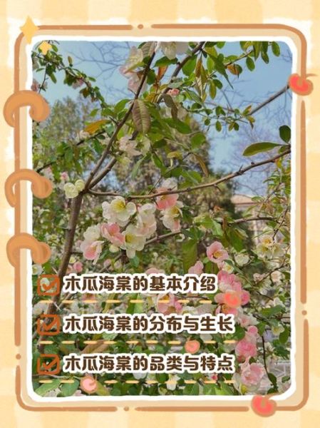 木瓜海棠花语是什么_如何养护木瓜海棠-第3张图片-山城妙识