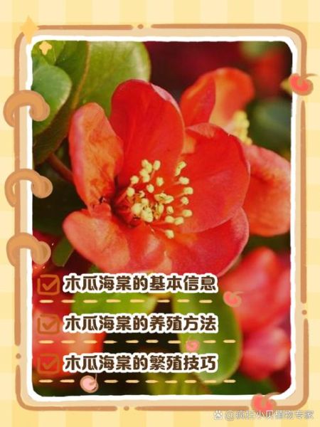 木瓜海棠花语是什么_如何养护木瓜海棠-第2张图片-山城妙识