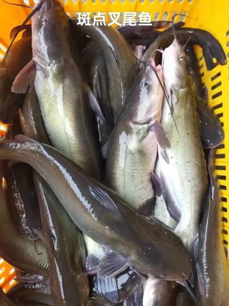 叉尾鱼价格多少钱一斤_叉尾鱼价格为何波动大-第2张图片-山城妙识