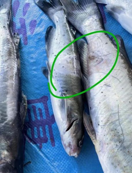叉尾鱼价格多少钱一斤_叉尾鱼价格为何波动大-第1张图片-山城妙识
