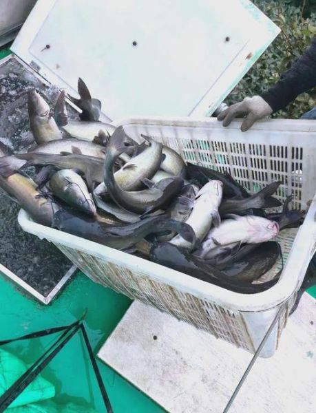 叉尾鱼价格多少钱一斤_叉尾鱼价格为何波动大-第3张图片-山城妙识