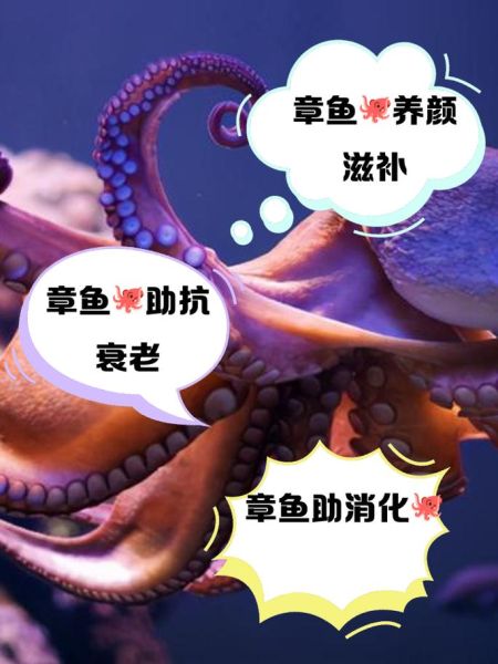 章鱼怎么养_章鱼吃什么食物-第1张图片-山城妙识 章鱼怎么养_章鱼吃什么食物-第1张图片-山城妙识