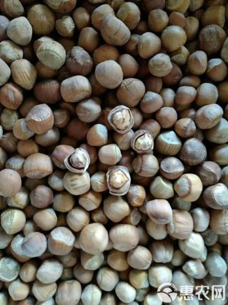 野生榛子图片怎么拍_野生榛子长什么样-第3张图片-山城妙识