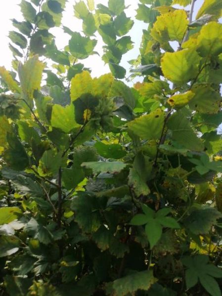 野生榛子图片怎么拍_野生榛子长什么样-第2张图片-山城妙识