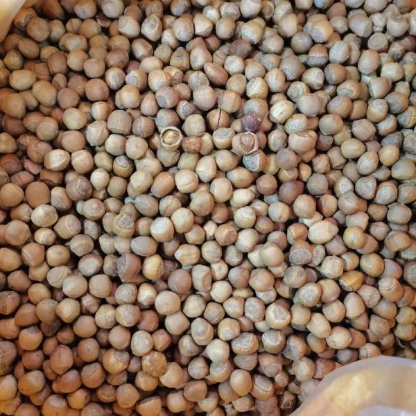 野生榛子图片怎么拍_野生榛子长什么样-第1张图片-山城妙识