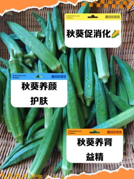 秋葵的功效与作用_秋葵是药材吗-第3张图片-山城妙识 秋葵的功效与作用_秋葵是药材吗-第3张图片-山城妙识