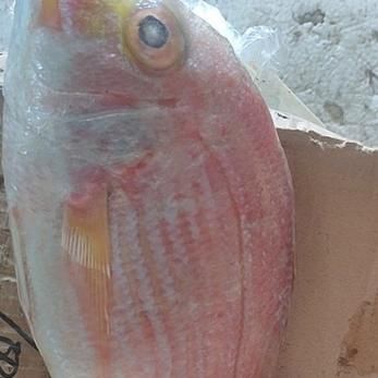 红鳍笛鲷多少钱一斤_红鳍笛鲷怎么做好吃-第2张图片-山城妙识