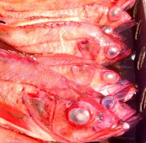 红鳍笛鲷多少钱一斤_红鳍笛鲷怎么做好吃-第1张图片-山城妙识