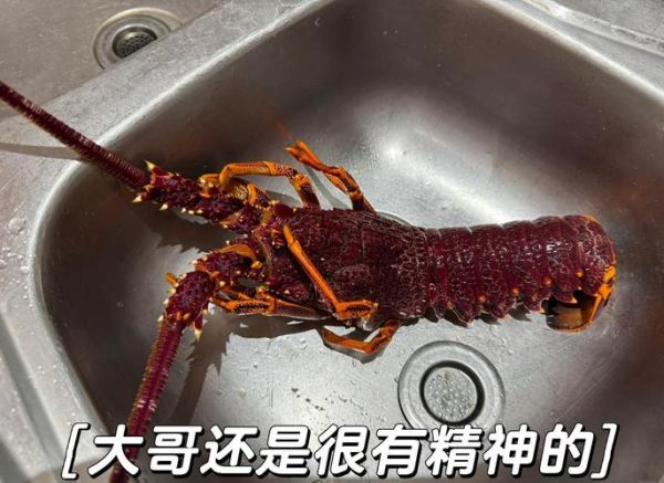 澳洲龙虾怎么做才好吃_澳洲龙虾做法大全视频-第3张图片-山城妙识