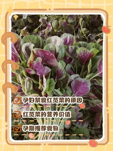 红苋菜哪些人不能吃_红苋菜禁忌人群-第1张图片-山城妙识 红苋菜哪些人不能吃_红苋菜禁忌人群-第1张图片-山城妙识
