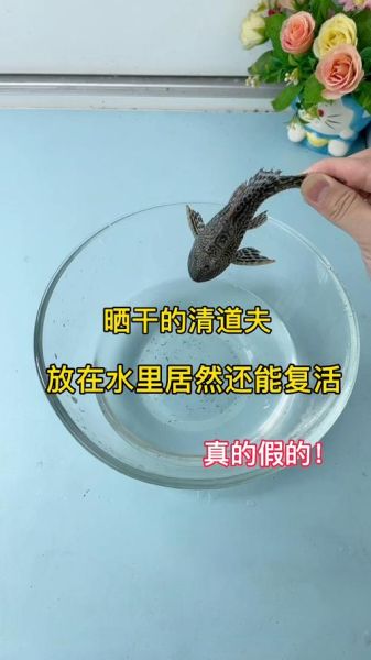 清道夫为什么晒干了还能活_清道夫晒干复活原理-第1张图片-山城妙识