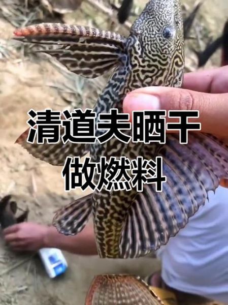 清道夫为什么晒干了还能活_清道夫晒干复活原理-第2张图片-山城妙识