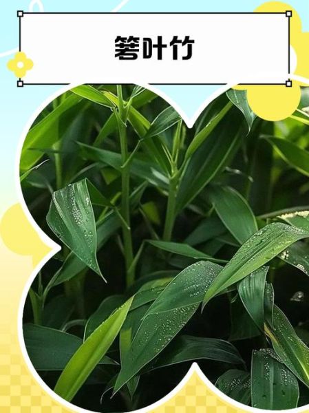 箬竹叶怎么读_箬竹叶的功效与作用-第2张图片-山城妙识