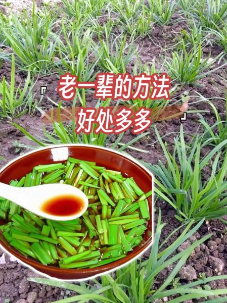 韭菜壮阳是真的吗_韭菜怎么吃补肾效果最好-第1张图片-山城妙识