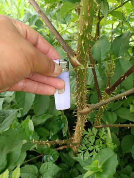 刺嫩芽树苗怎么种_刺嫩芽树苗价格多少钱一棵-第1张图片-山城妙识 刺嫩芽树苗怎么种_刺嫩芽树苗价格多少钱一棵-第1张图片-山城妙识