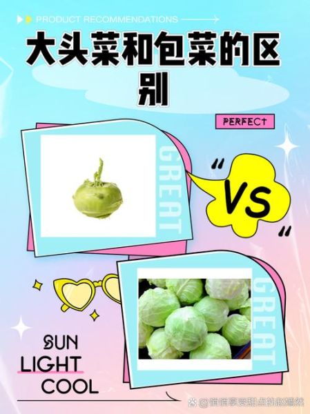 东北大头菜是什么菜_东北大头菜和卷心菜区别-第1张图片-山城妙识 东北大头菜是什么菜_东北大头菜和卷心菜区别-第1张图片-山城妙识