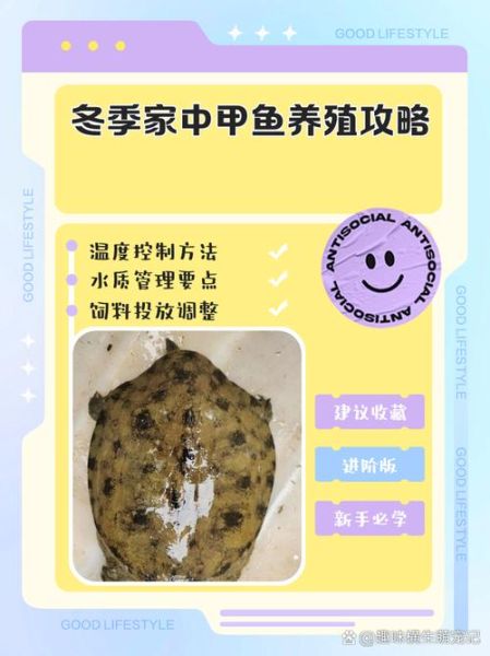 甲鱼养殖技术大全_甲鱼养殖常见问题-第1张图片-山城妙识 甲鱼养殖技术大全_甲鱼养殖常见问题-第1张图片-山城妙识