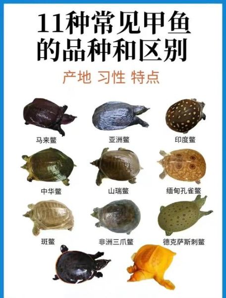 甲鱼养殖技术大全_甲鱼养殖常见问题-第2张图片-山城妙识 甲鱼养殖技术大全_甲鱼养殖常见问题-第2张图片-山城妙识