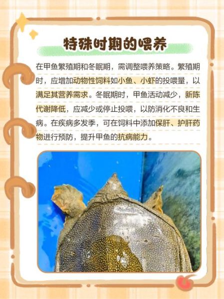 甲鱼养殖技术大全_甲鱼养殖常见问题-第3张图片-山城妙识 甲鱼养殖技术大全_甲鱼养殖常见问题-第3张图片-山城妙识
