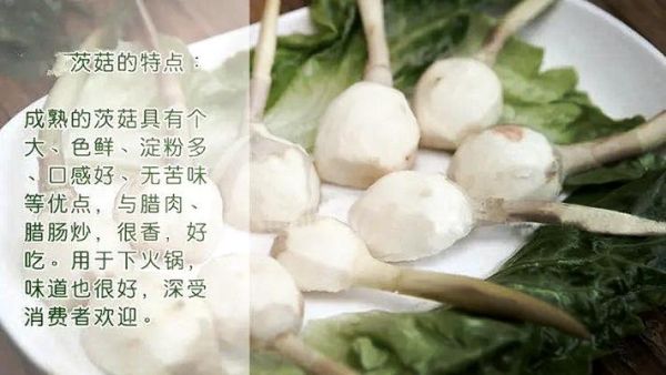 茨菇片怎么做才脆_茨菇片热量高吗-第3张图片-山城妙识 茨菇片怎么做才脆_茨菇片热量高吗-第3张图片-山城妙识