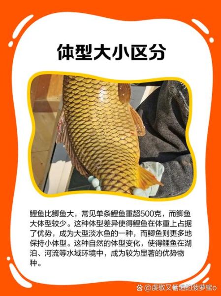 鲤形目检索表怎么用_鲤形目常见鱼种识别-第2张图片-山城妙识