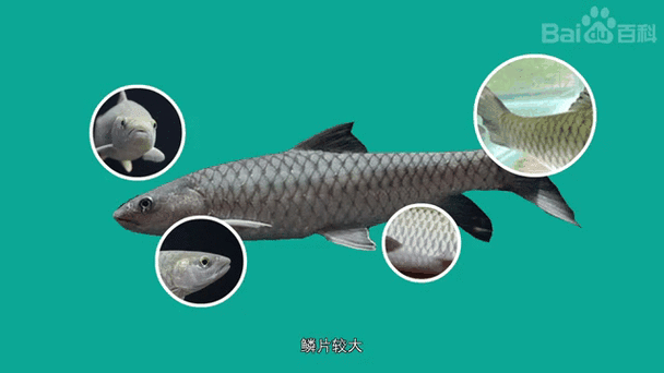鲤形目检索表怎么用_鲤形目常见鱼种识别-第1张图片-山城妙识