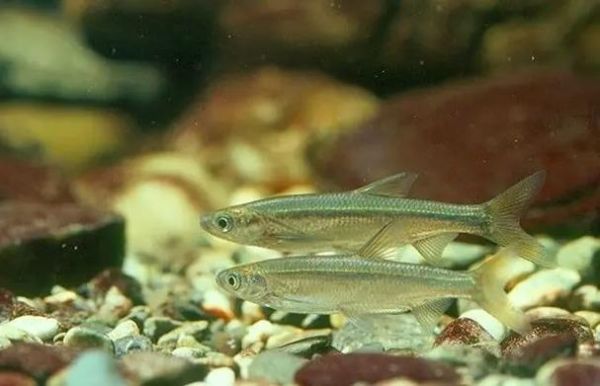 鲤形目检索表怎么用_鲤形目常见鱼种识别-第3张图片-山城妙识