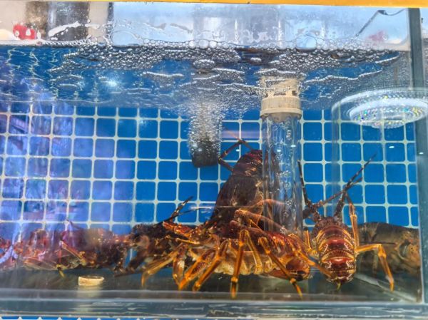 澳洲龙虾仔多少钱一斤_澳洲龙虾仔怎么做好吃-第1张图片-山城妙识 澳洲龙虾仔多少钱一斤_澳洲龙虾仔怎么做好吃-第1张图片-山城妙识