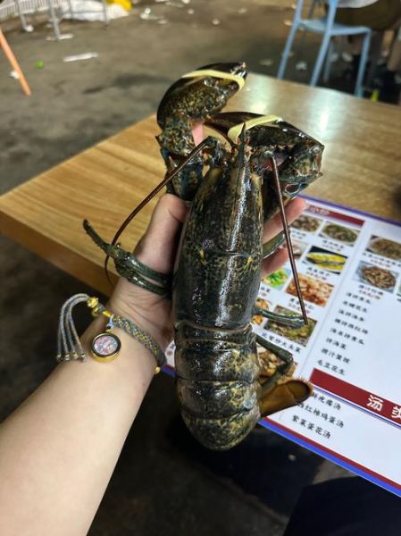 波士顿龙虾的营养价值_波士顿龙虾的功效与作用-第2张图片-山城妙识