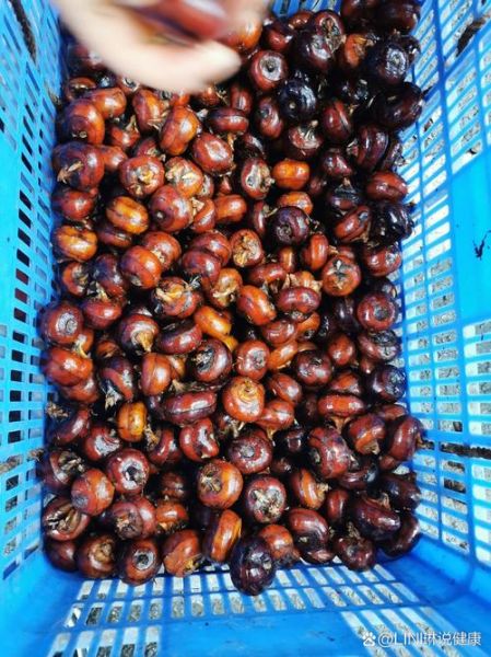 荸荠什么时候上市_荸荠几月份大量上市-第1张图片-山城妙识