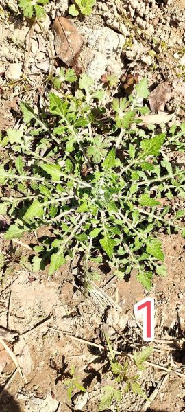 芥菜种类有哪些_芥菜图片大全怎么区分-第2张图片-山城妙识 芥菜种类有哪些_芥菜图片大全怎么区分-第2张图片-山城妙识