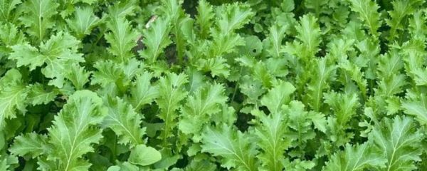 芥菜种类有哪些_芥菜图片大全怎么区分-第3张图片-山城妙识 芥菜种类有哪些_芥菜图片大全怎么区分-第3张图片-山城妙识