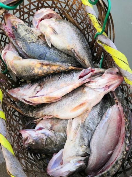 鳜鱼多少钱一斤_鳜鱼价格行情今日走势-第2张图片-山城妙识