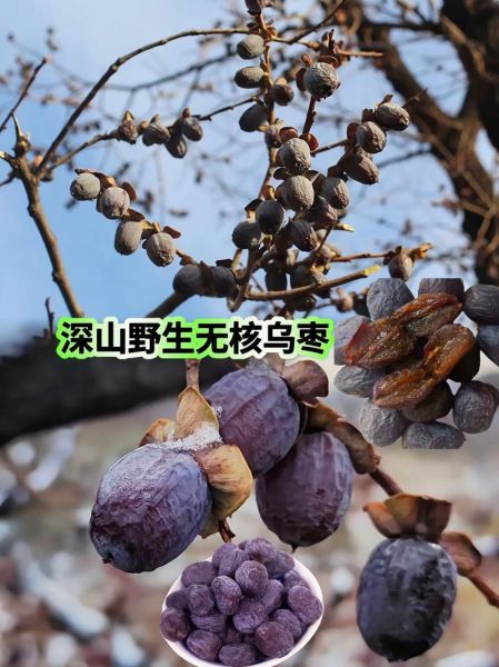 黑枣的功效与作用_黑枣怎么吃最好-第3张图片-山城妙识