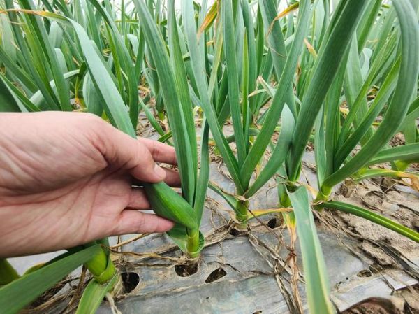 大蒜网论坛_大蒜种植技术交流-第2张图片-山城妙识