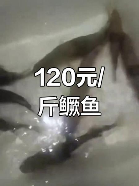 鳜鱼多少钱一斤_鳜鱼价格行情今日走势-第3张图片-山城妙识