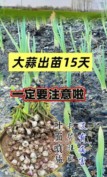大蒜网论坛_大蒜种植技术交流-第3张图片-山城妙识